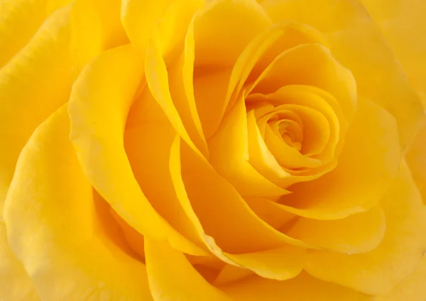 Yellow Rose Closeup Background Stock Photo by ©100502500 195806568