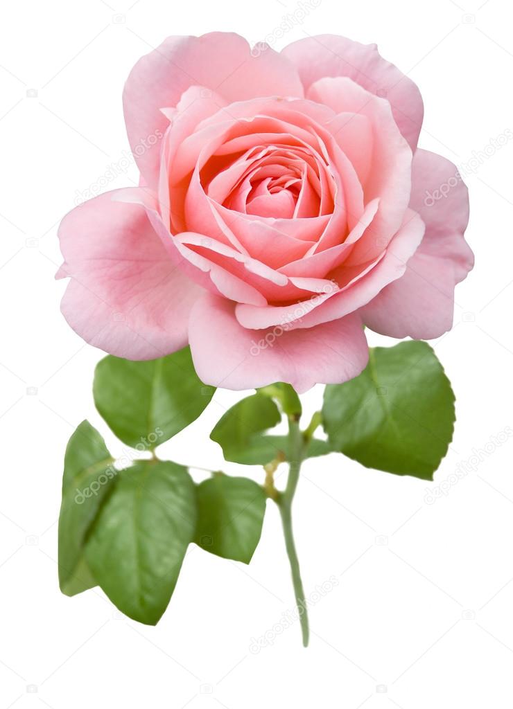 Różowa róża izolowana na białym tle — Zdjęcie stockowe © LessLemon ...