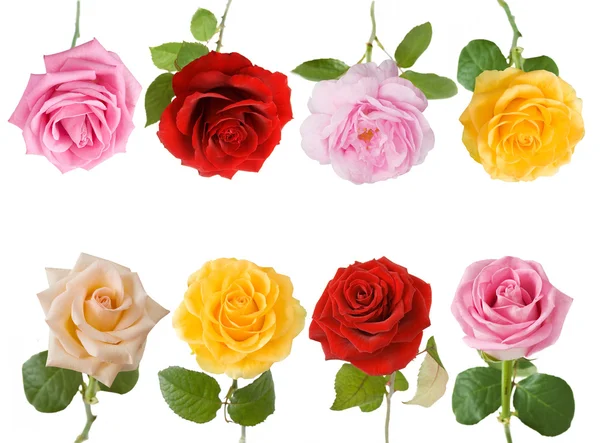 Types of roses Stock Photos, Royalty Free Types of roses Images ...