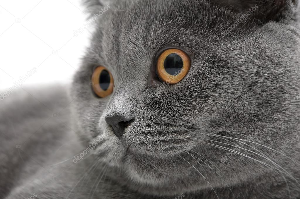 Portrait d'un chat gris (race scottish tout droit) gros plan ...
