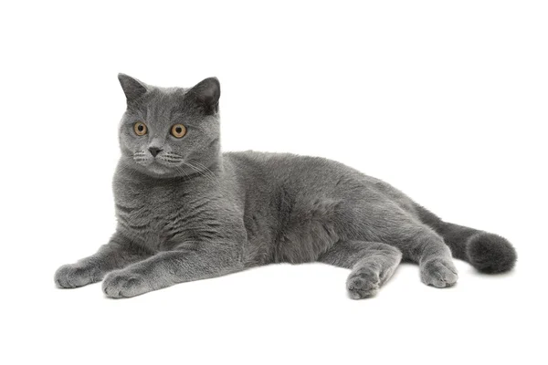 Kucing Anggora Abu Abu