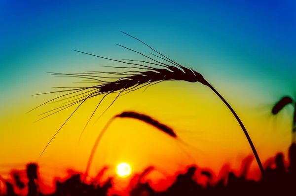 Wheat field sun Stock Photos, Royalty Free Wheat field sun Images ...