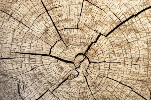 Cut log, woodgrain background texture Stock Photo by ©anpet2000 6264392