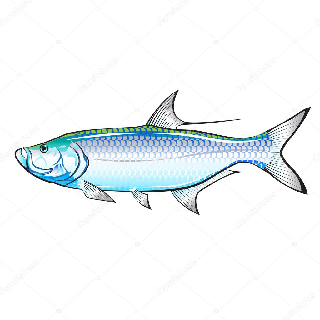 Tarpon Ocean Gamefish illustration vector Stock Vector Image by ©anton ...