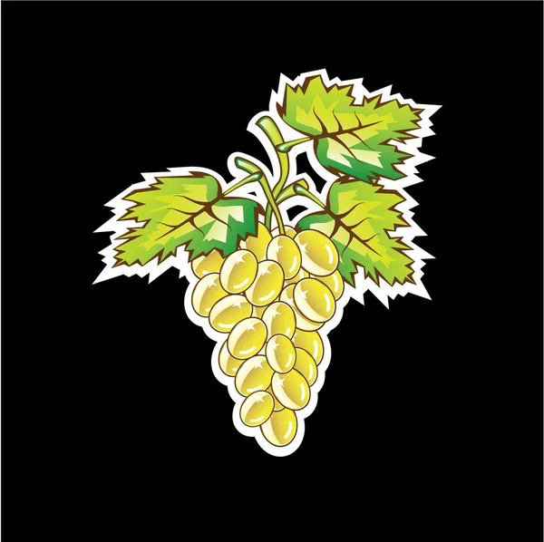 Semillon images vectorielles, Semillon vecteurs libres de droits ...