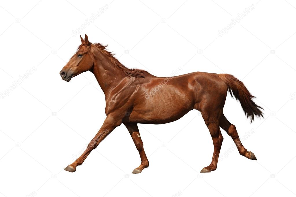 Brown horse galloping fast isolated on white Stock Photo by ©virgonira ...