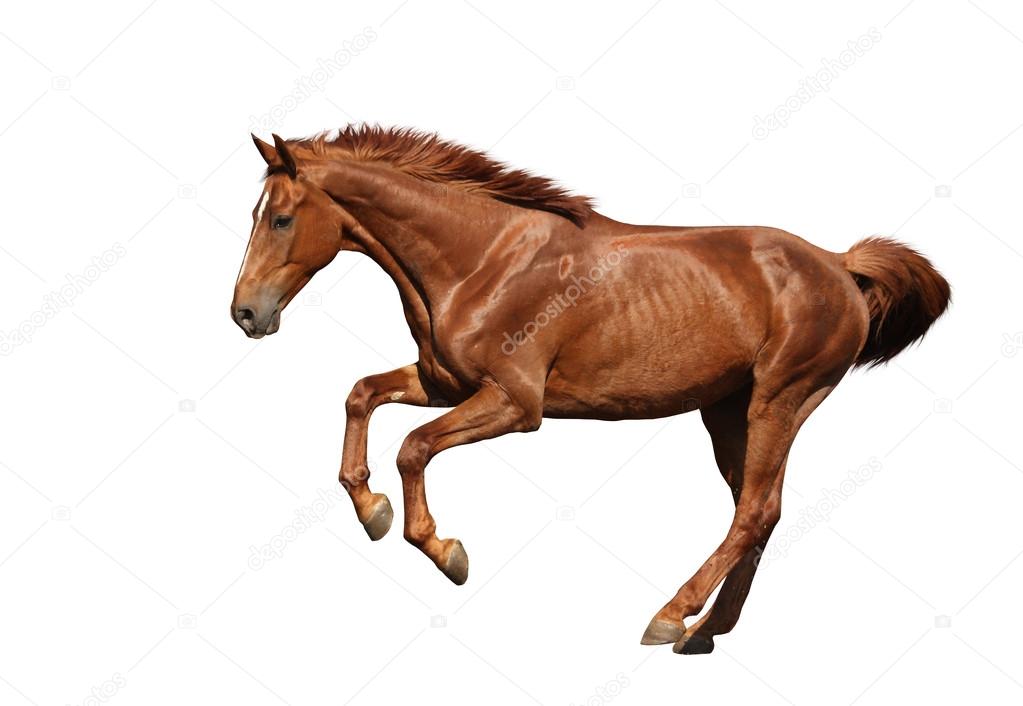Brown horse galloping fast isolated on white Stock Photo by ©virgonira ...