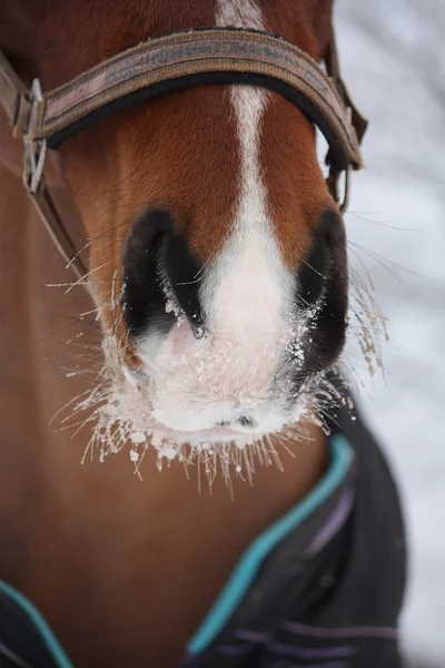 Close up of bay horse nuzzle - Stock Image - Everypixel
