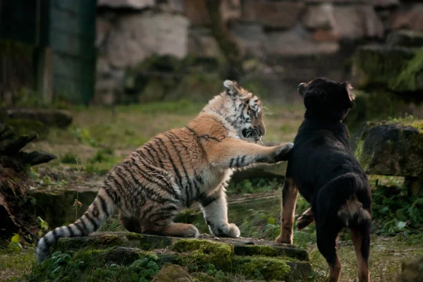 12 imágenes de Cute malayan tiger libres de derechos | Depositphotos