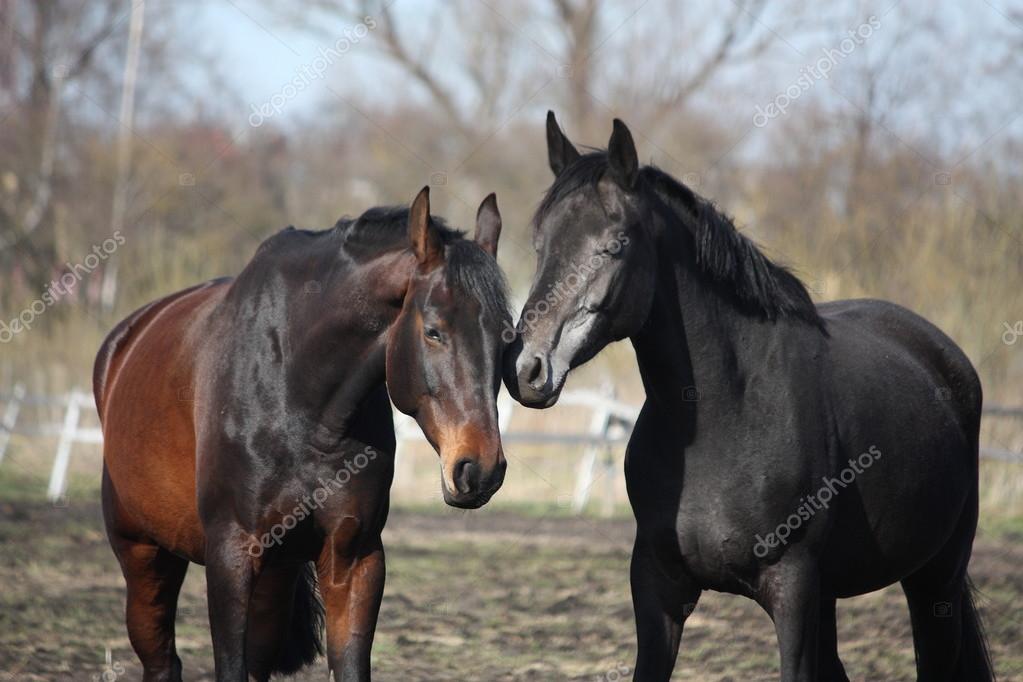Two Horses Nuzzling