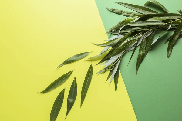 Green Osier Leaves Color Background Stock Photo by ©serezniy 402094804