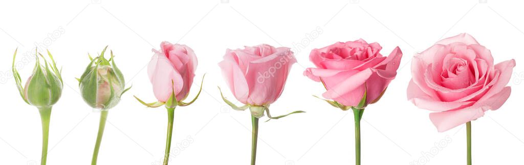 Stages of flower bloom Stock Photos, Royalty Free Stages of flower ...