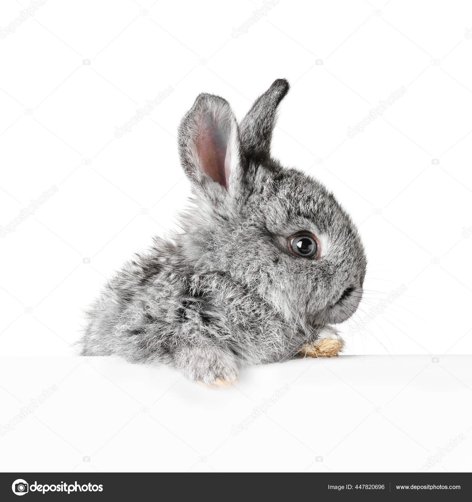 Cute Fluffy Rabbit Blank Poster White Background Stock Photo by ...