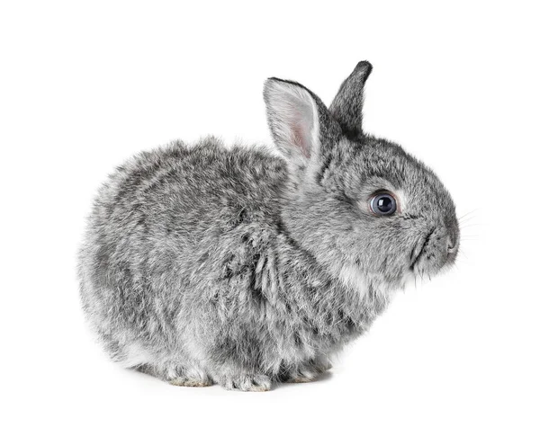 Cute Fluffy Rabbit Grey Background — Stock Photo © serezniy #448266284