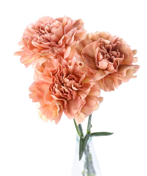 Carnation cinnamon Stock Photos, Royalty Free Carnation cinnamon Images ...