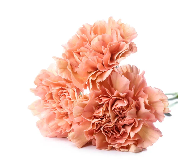 Carnation cinnamon Stock Photos, Royalty Free Carnation cinnamon Images ...