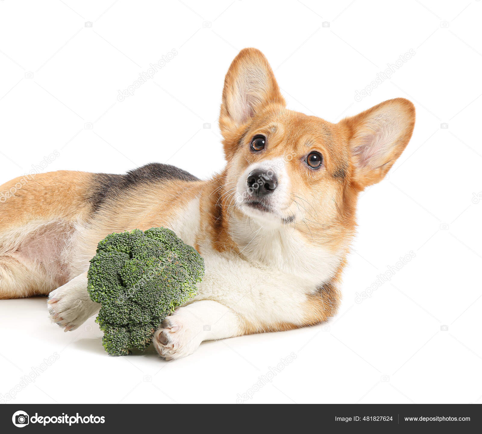 Broccoli Dog