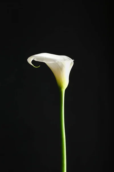 One calla lily Stock Photos, Royalty Free One calla lily Images ...