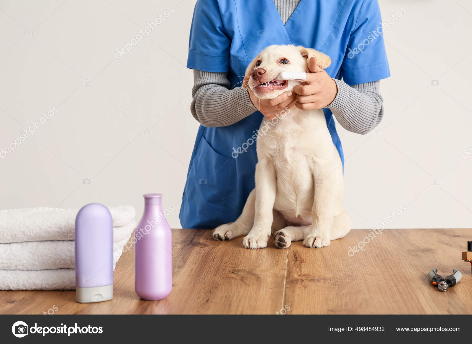 Veterinarian Brushing Teeth Labrador Puppy Clinic Stock Photo by ...