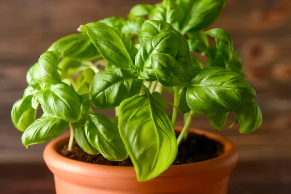 Basilic dans le pot images libres de droit, photos de Basilic dans le ...