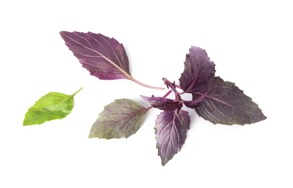 Hojas micro shiso rojo Stock Photos, Royalty Free Hojas micro shiso ...