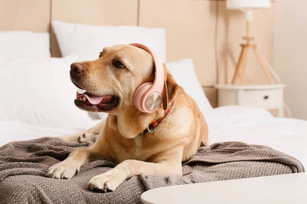 Dog listening to the radio Stock Photos, Royalty Free Dog listening to ...