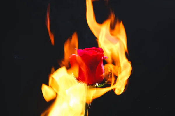 Fire rose Stock Photos, Royalty Free Fire rose Images | Depositphotos