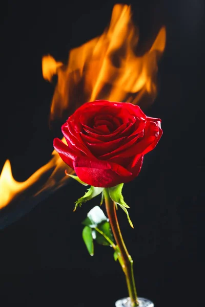 Burn rose Stock Photos, Royalty Free Burn rose Images | Depositphotos