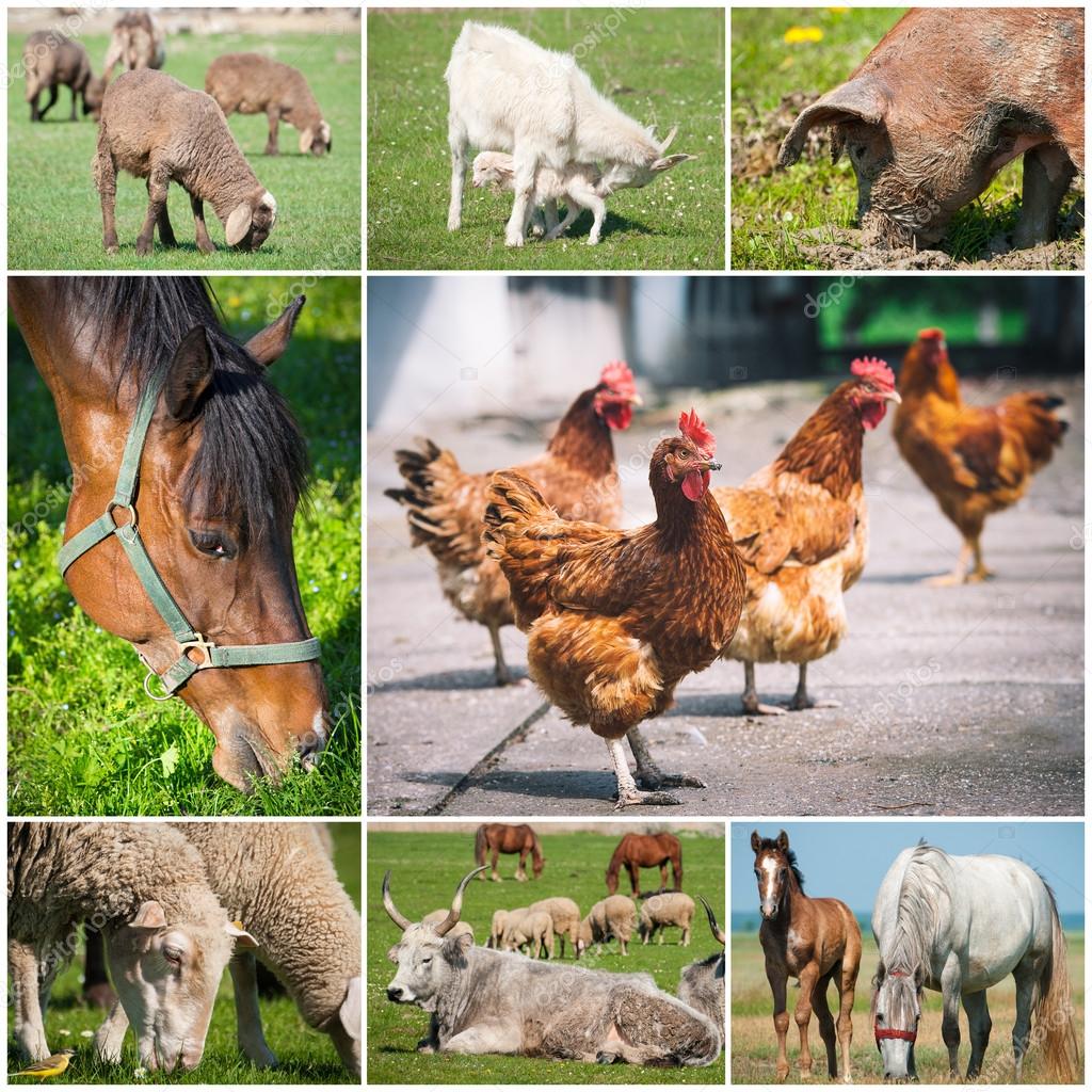 Collage of Farm Animals Stock Photo by ©zorandim 53647717