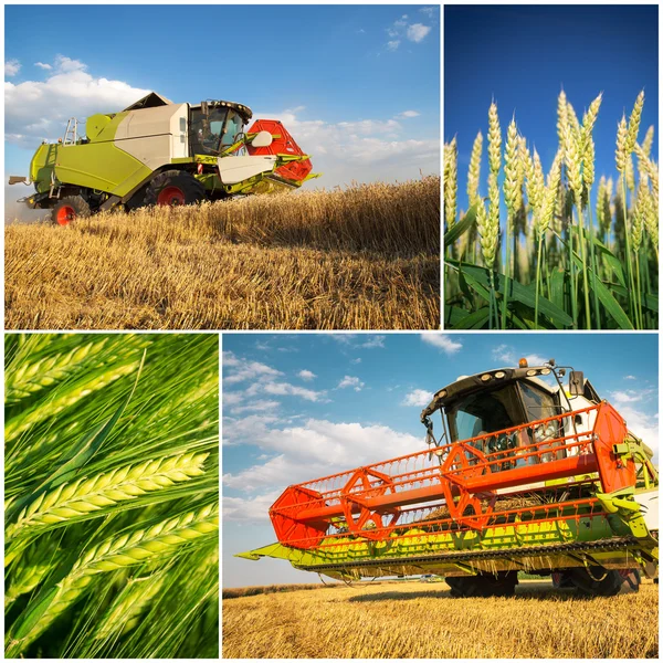 Agriculture collage Stock Photos, Royalty Free Agriculture collage ...