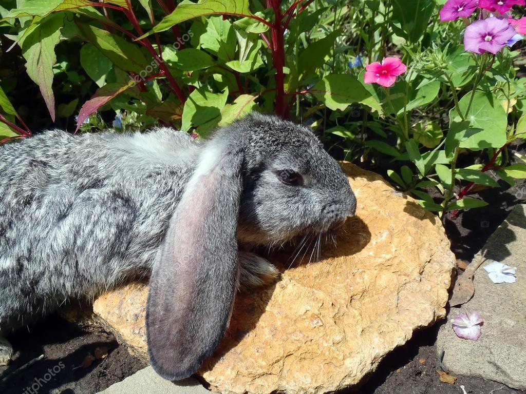 Gray lop-eared rabbit in a flower bed close up. — Stock Photo ...