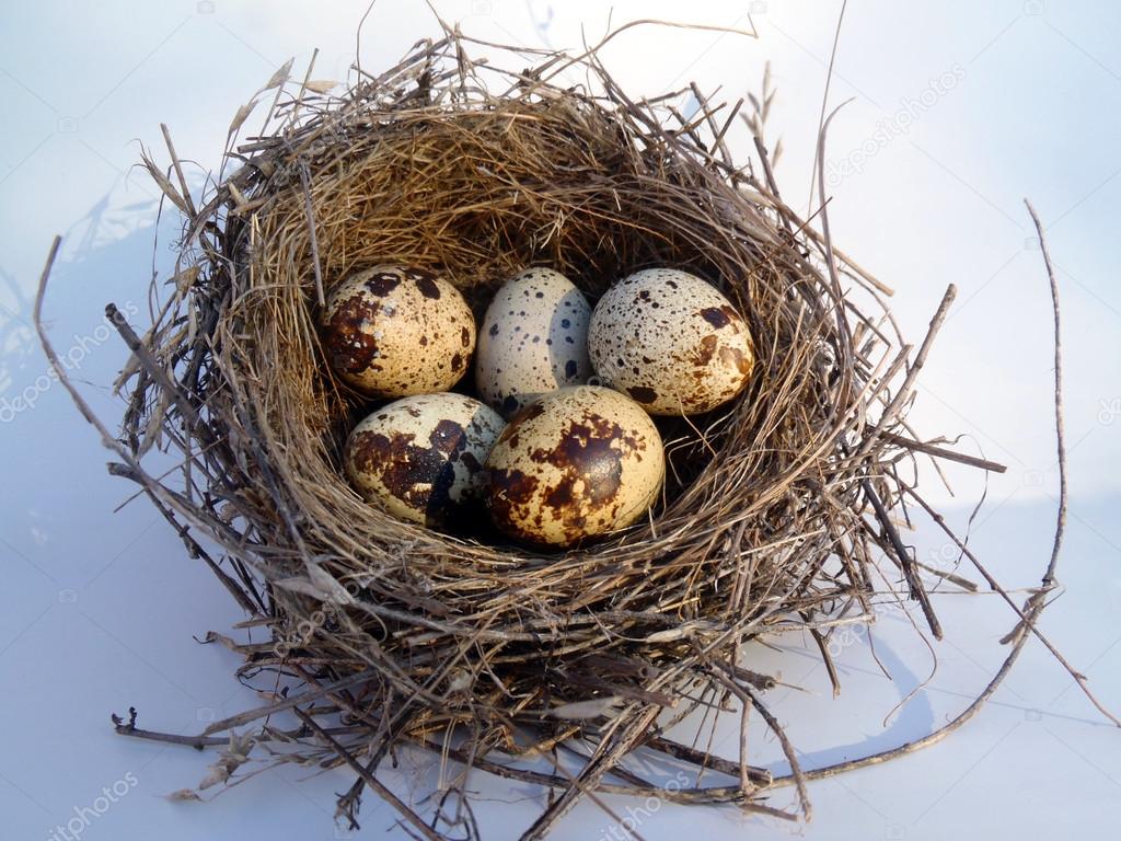 Quail Bird Eggs