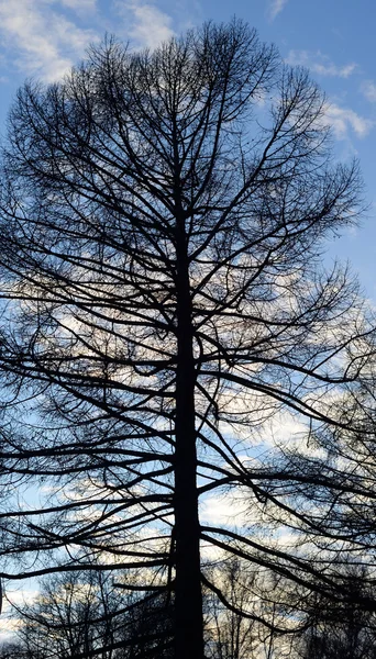 Tree mast Stock Photos, Royalty Free Tree mast Images | Depositphotos