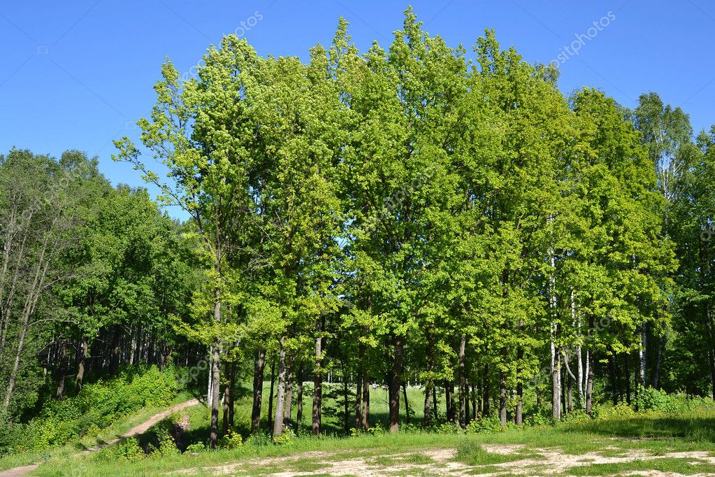 Trees in a summer forest. — Stock Photo © konstsem #75347519