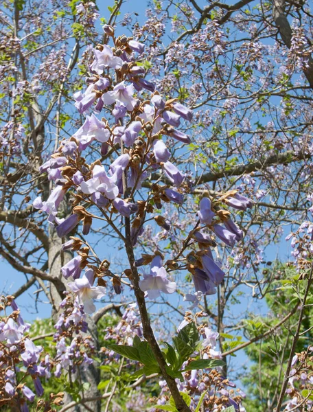 Princess tree Images - Search Images on Everypixel