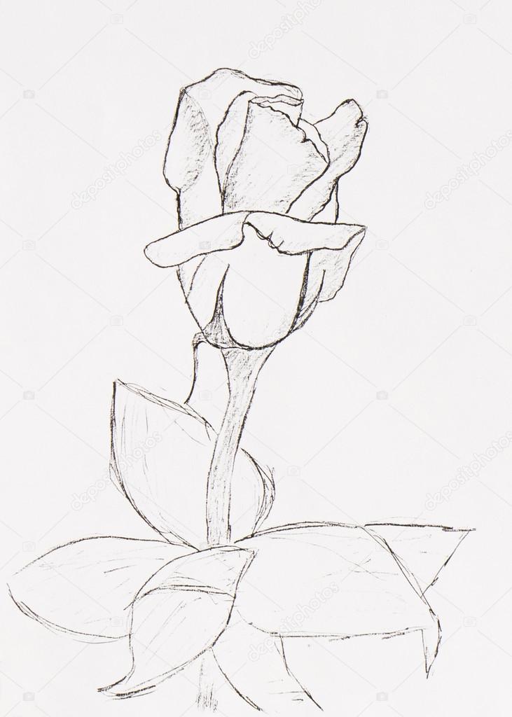 Rózsa, rajz — Stock Fotó © Afonskaya #70701601