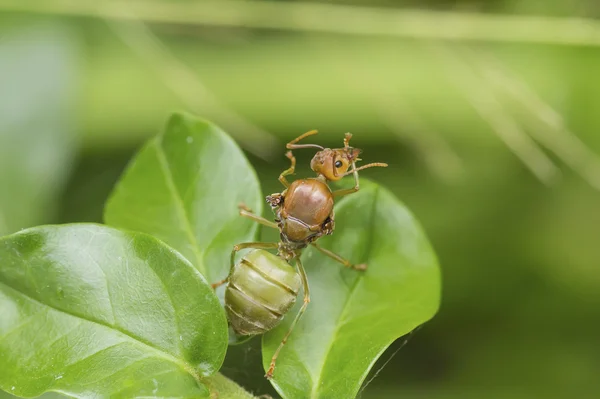 Red ant team work — Stock Photo © SweetCrisis #9622639