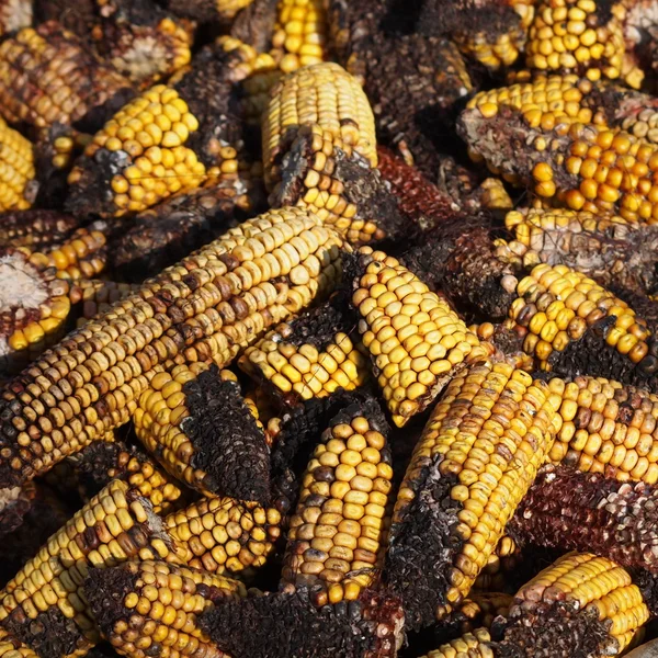 Moldy corn background, Aflatoxin - Aspergillus flavus and Aspergillus ...
