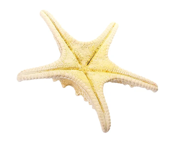 Big yellow sea-star isolated on white background — Stock Photo ...