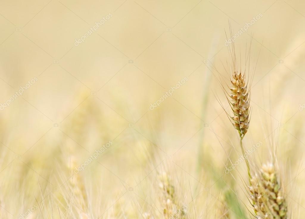 Wheat field background and texture ⬇ Stock Photo, Image by © dusan964 ...