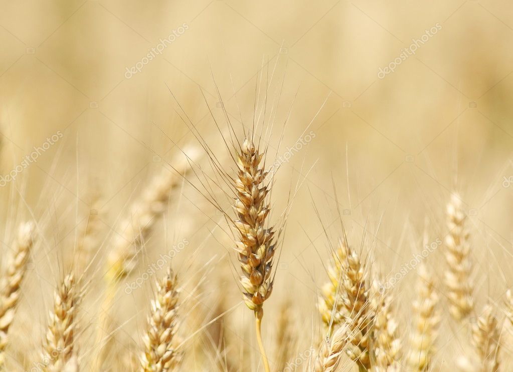 Wheat field background and texture Stock Photo by ©dusan964 113019300