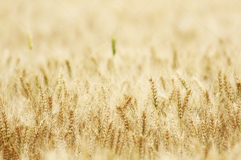 Wheat field background and texture Stock Photo by ©dusan964 113019354