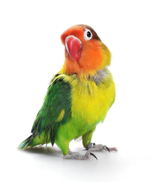 Agapornis fotos de stock, imágenes de Agapornis sin royalties ...