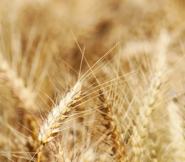 Wheat field background and texture ⬇ Stock Photo, Image by © dusan964 ...