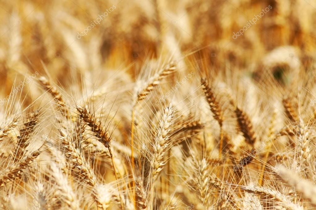 Wheat field background and texture Stock Photo by ©dusan964 114874318