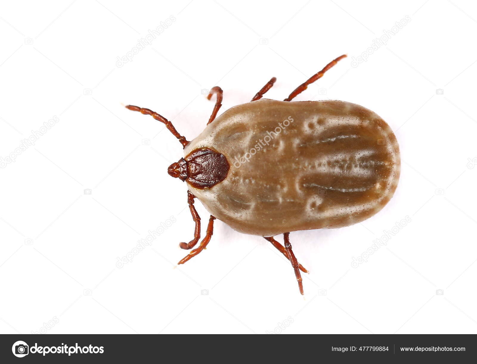 Tick Isolated White Background Stock Photo by ©dusan964 477799884