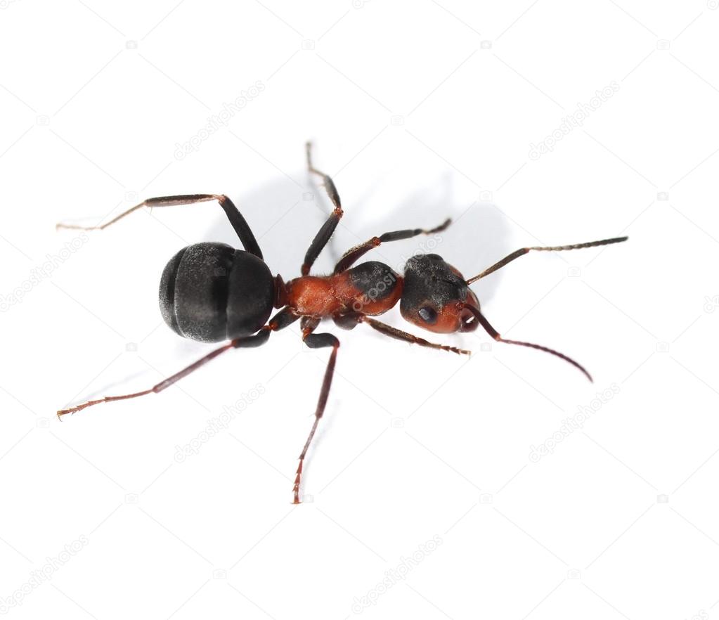 Red ant isolated on white background (Formica rufa), red wood ant ...