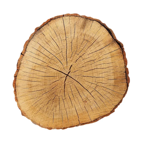 Tree cross section Stock Photos, Royalty Free Tree cross section Images ...