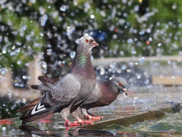 Water splash dove Stock Photos, Royalty Free Water splash dove Images ...
