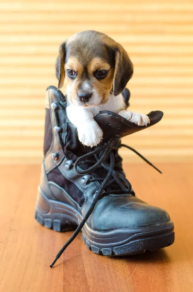 Imágenes de Cachorro y botas, fotos de Cachorro y botas sin royalties ...